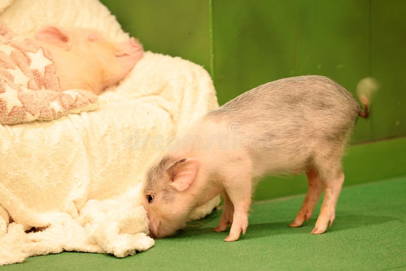 Mini Pig Feel Happy Lying on the Human Legs Stock Image - Image of ...