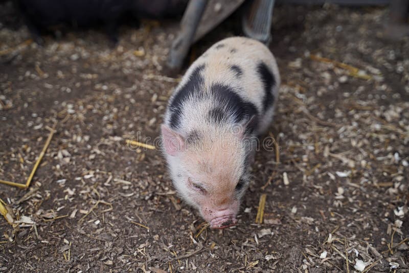 Mini Pigs Babies at the First Walk Outside Stock Photo - Image of ...