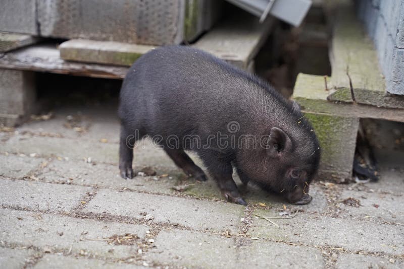 Mini Pigs Babies at the First Walk Outside Stock Photo - Image of ...