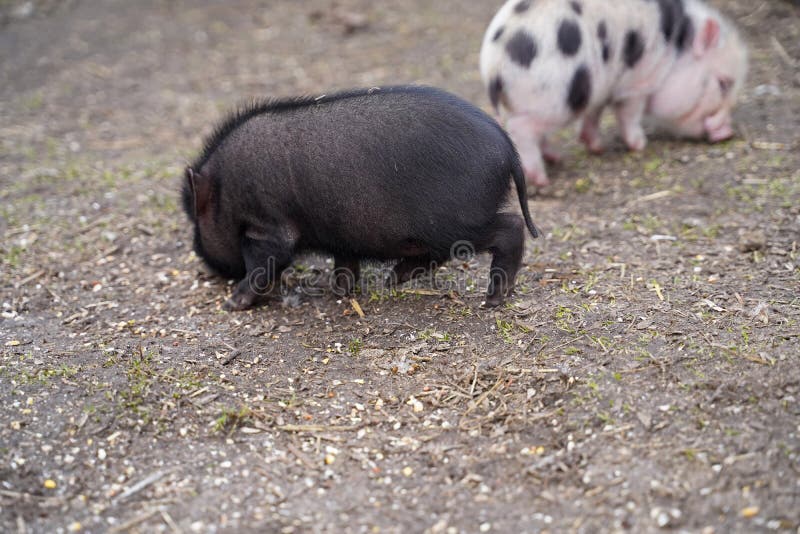 Mini Pigs Babies at the First Walk Outside Stock Photo - Image of ...
