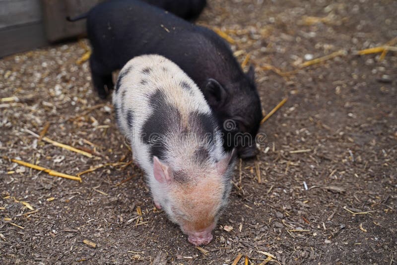Mini Pigs Babies at the First Walk Outside Stock Photo - Image of soil ...