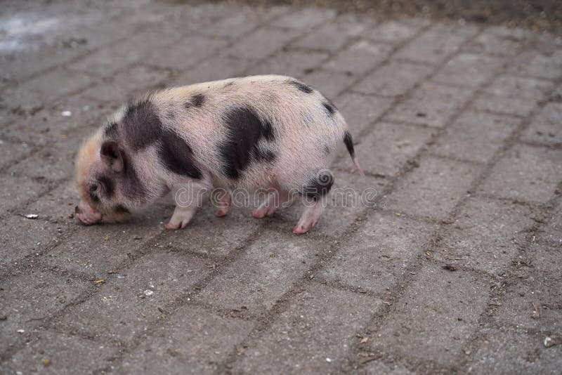 Mini Pigs Babies at the First Walk Outside Stock Image - Image of ...