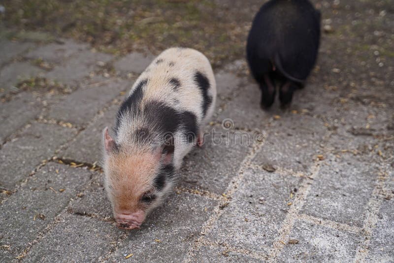 Mini Pigs Babies at the First Walk Outside Stock Image - Image of ...