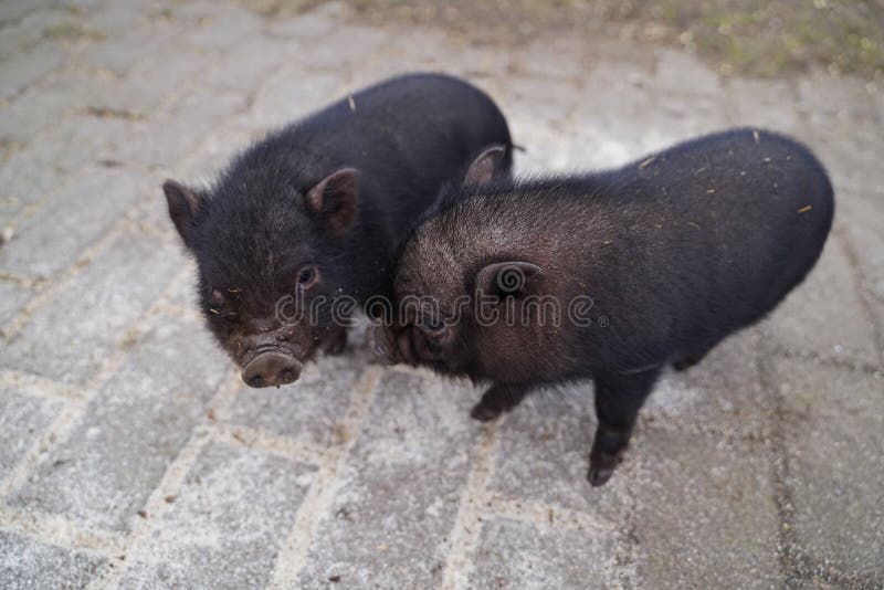 Mini Pigs Babies at the First Walk Outside Stock Photo - Image of ...