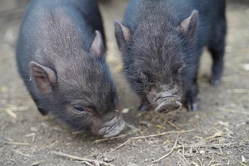 Mini Pigs Babies at the First Walk Outside Stock Photo - Image of ...