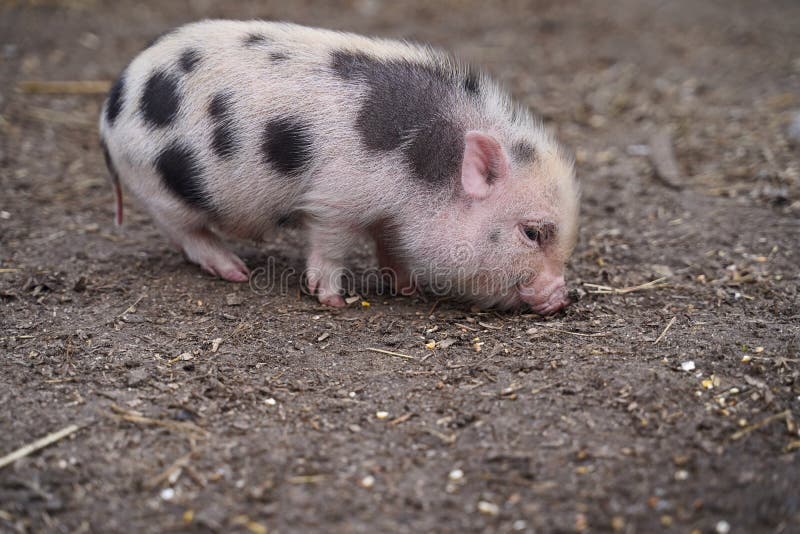 Mini Pigs Babies at the First Walk Outside Stock Image - Image of ...