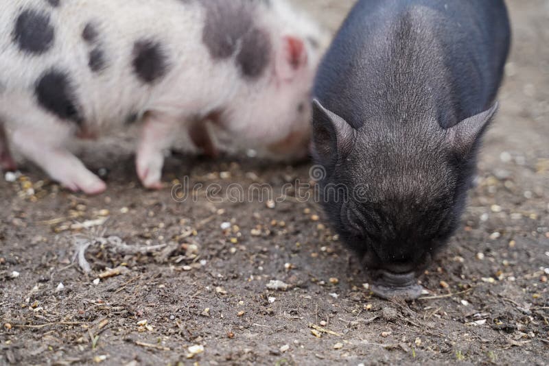 Mini Pigs Babies at the First Walk Outside Stock Image - Image of droll ...