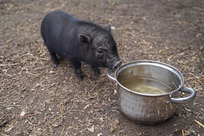 Mini Pigs Babies at the First Walk Outside Stock Photo - Image of baby ...