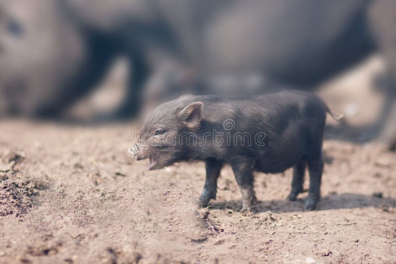 Mini pigs. cute little pig stock photo. Image of decoration - 119161952