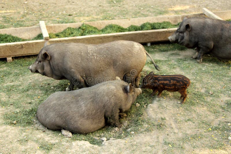 Mini pigs stock photo. Image of agriculture, lying, farm - 81772504