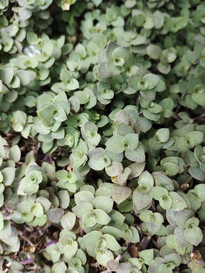 Mini Pile of Leaves on the Edge of the Forest Stock Photo - Image of ...