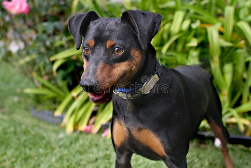 Mini Pin image stock. Image du mini, broche, miniature - 35995551