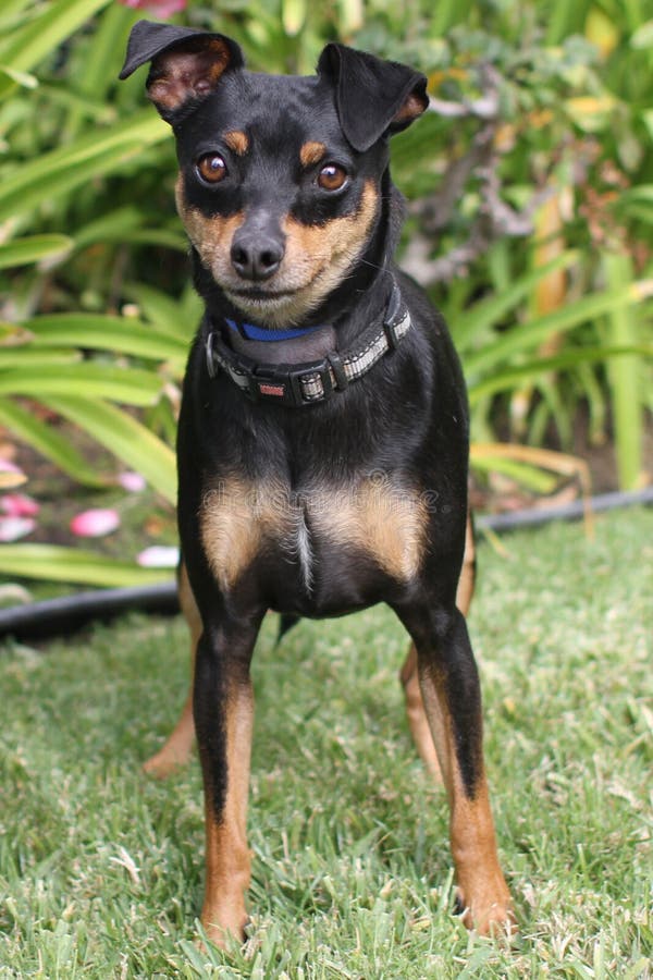 Mini Pin stock image. Image of adorable, animal, smiling - 35995525