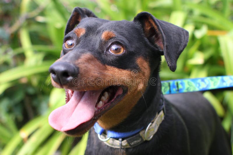 Mini Pin stock photo. Image of smile, young, mini, pincher - 35995536