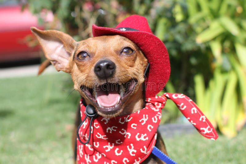 Mini Pin stock image. Image of mini, smiling, pincher - 35995555