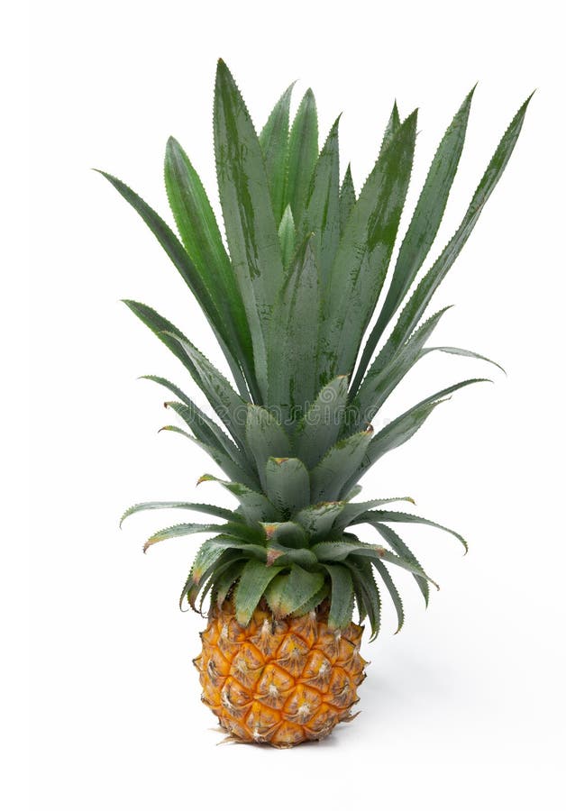 Mini Pineapple Fruit Isolated Background Stock Photo - Image of healthy ...