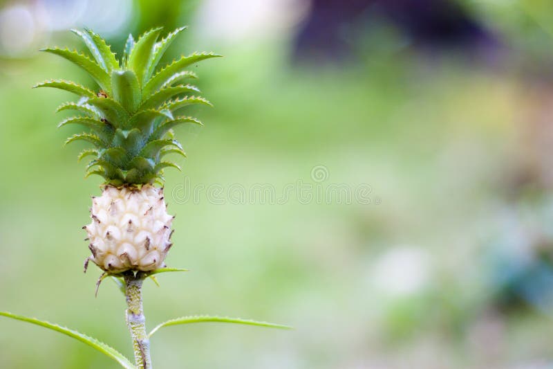Mini pineapple stock image. Image of night, ancient, green - 30881133