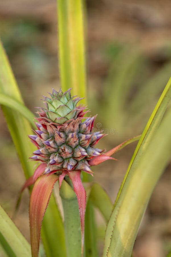 Mini Pineapple in the Garden Backyard Stock Image - Image of small ...
