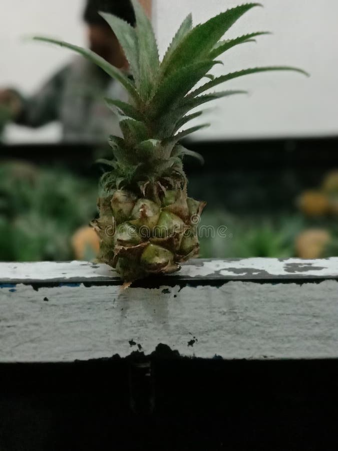 Mini Pineapple Nature Object Plants&tree Stock Image - Image of nature ...
