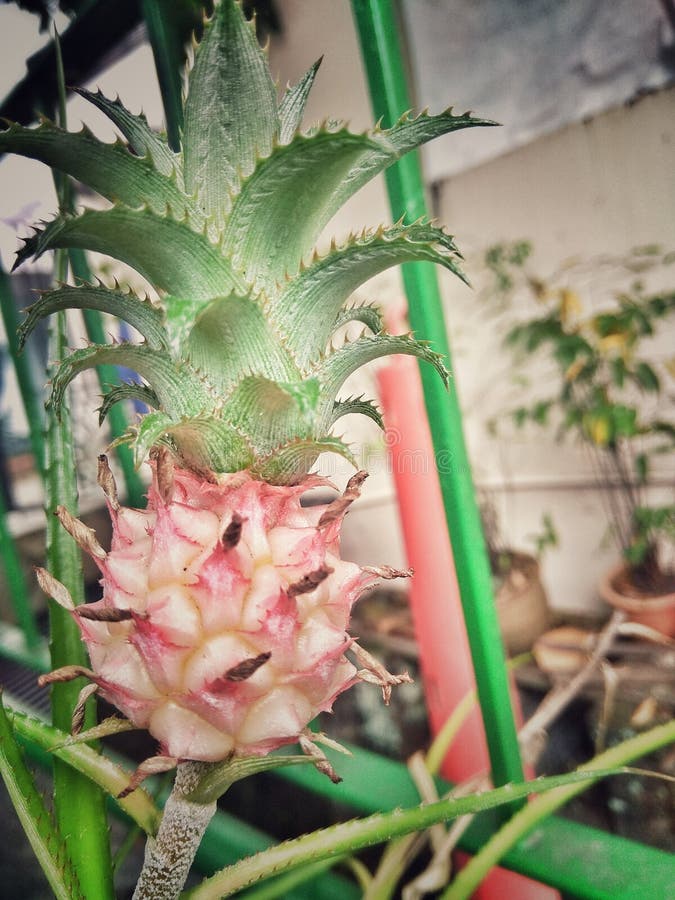 Mini Pineapple stock photo. Image of nature, pineapple - 99538372