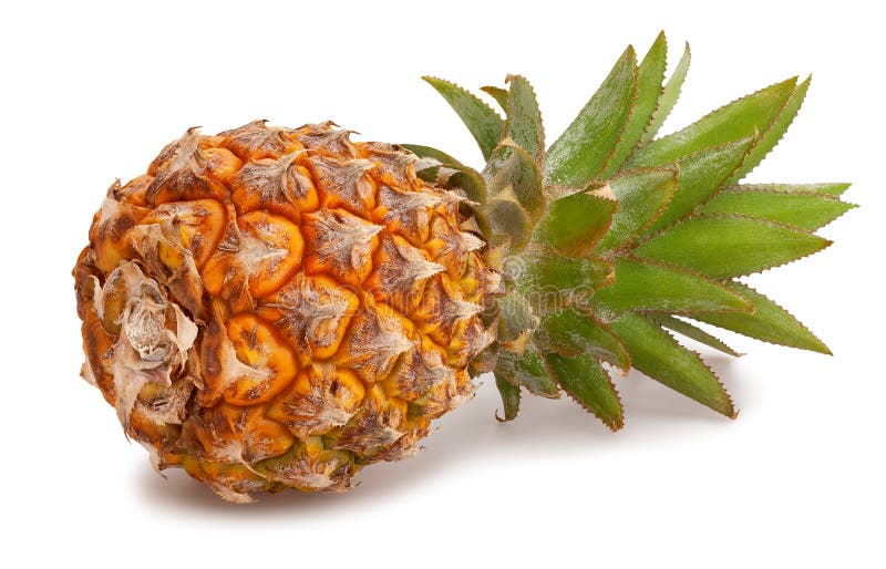 Mini pineapple stock photo. Image of fruit, studio, single - 158040648