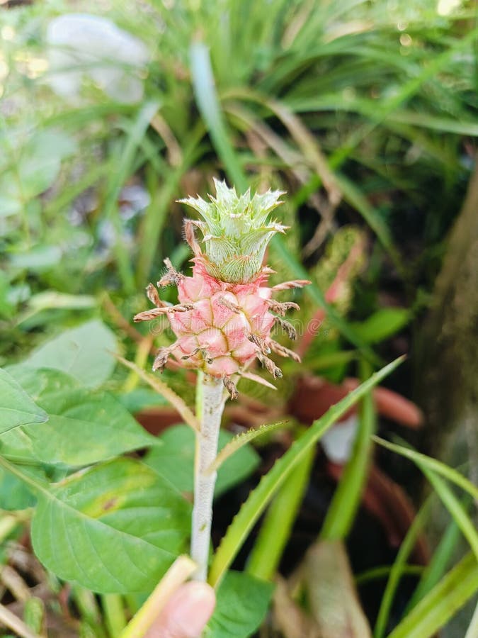 Mini Pineapple Plants in the Garden at the Edge of the House Stock ...