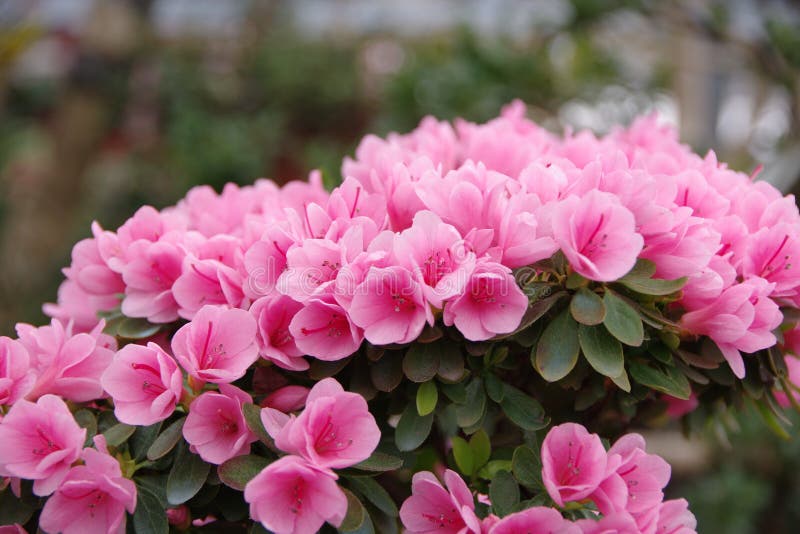 Mini pink azalea stock image. Image of plants, azaleas - 85547175