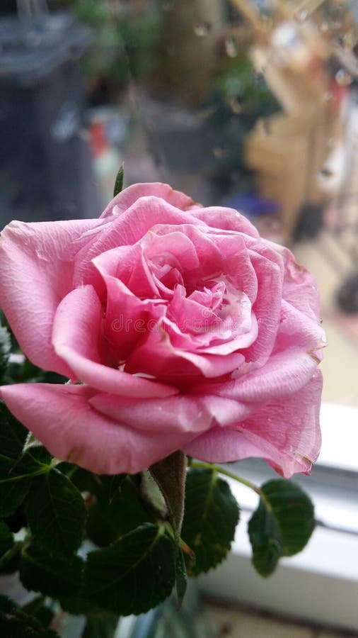 Mini Pink Rose stock photo. Image of plant, pink, mini - 92607482
