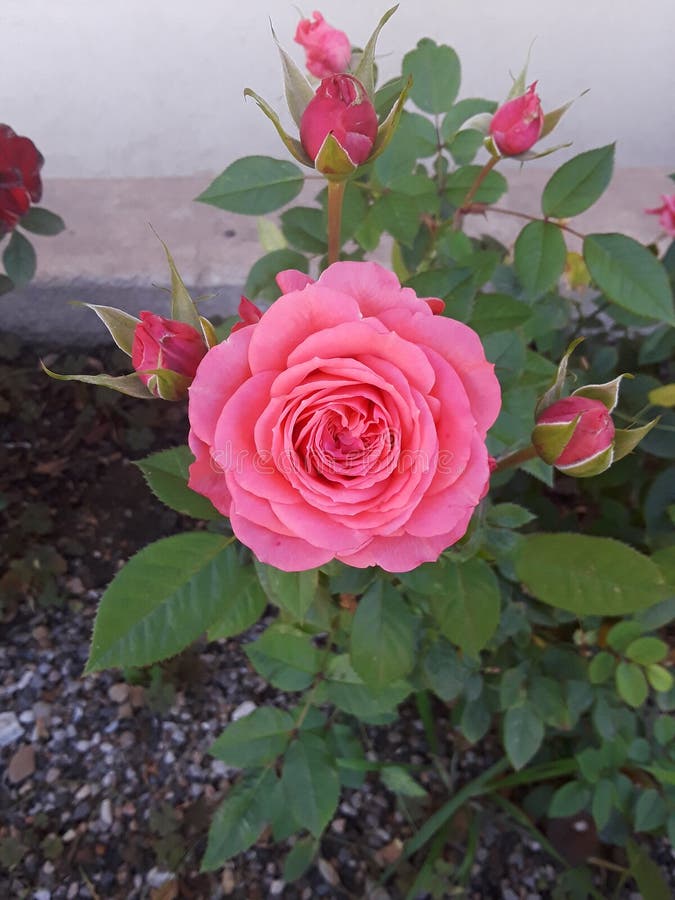 Mini pink rose stock image. Image of home, mini, rose - 168241323