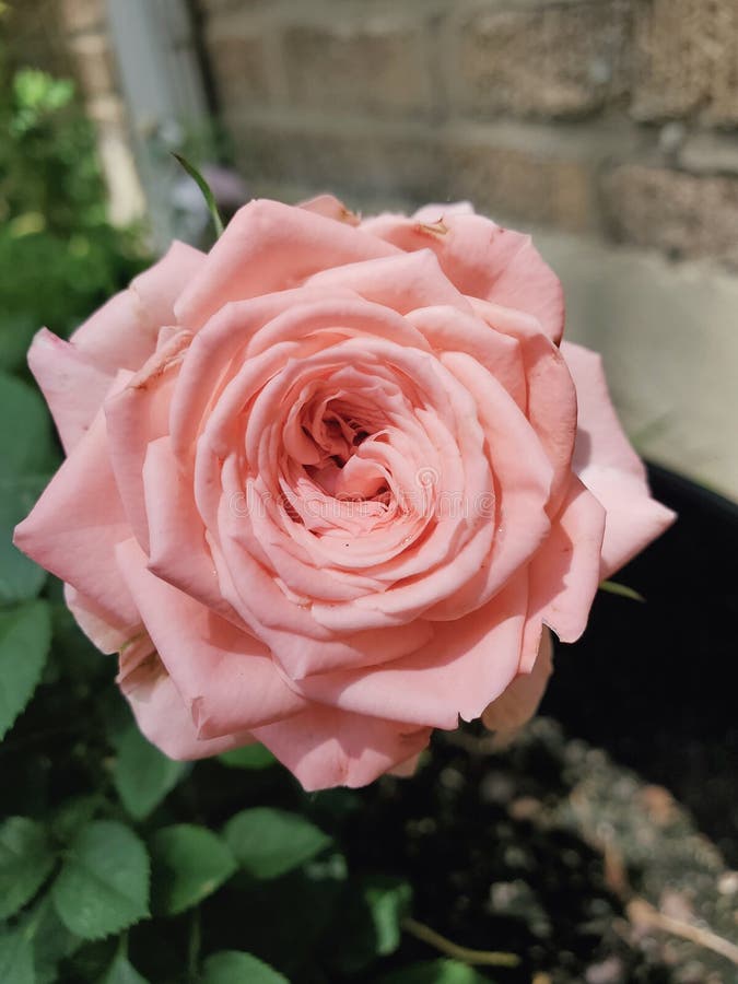 Mini pink rose stock photo. Image of mini, rose, peony - 232035584