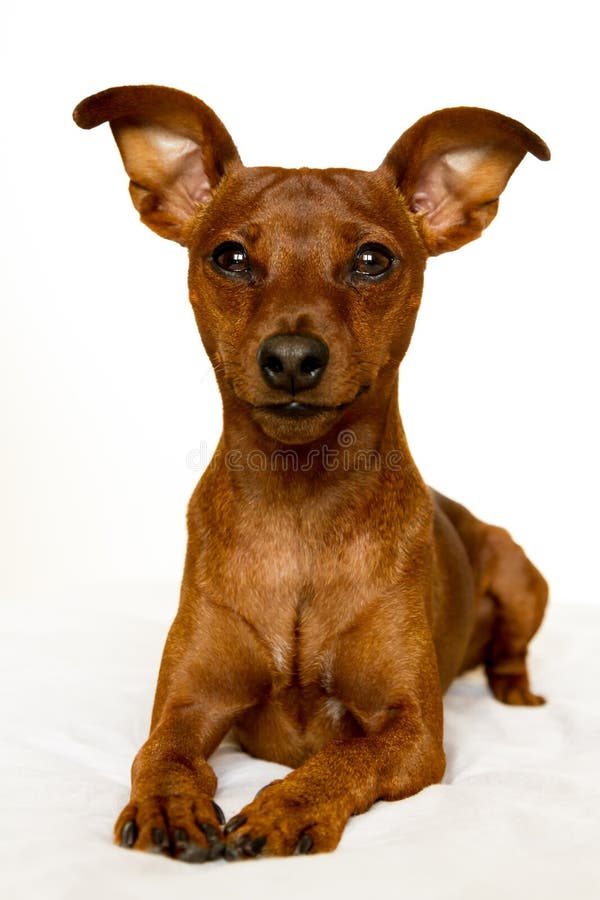 Mini Pinscher stock image. Image of minpin, adorable - 27628535