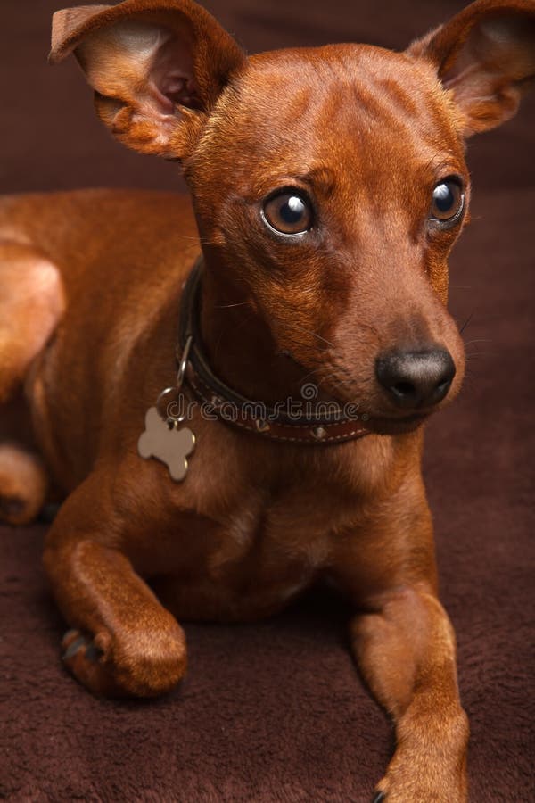 Mini Pinscher stock image. Image of beautiful, adorable - 27916419