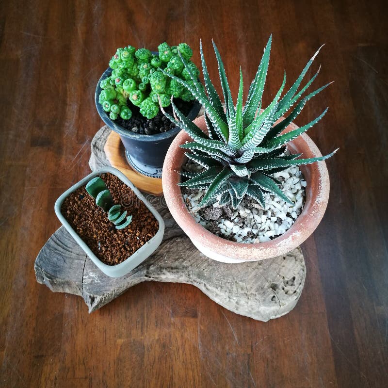 Mini plant stock image. Image of cactus, full, mini, plant - 78770079