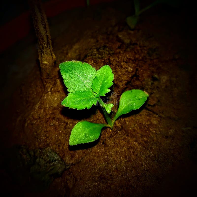 Mini Plant stock image. Image of leaf, autumn, flower - 202998287