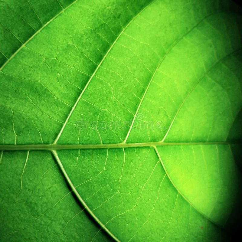 Mini Plant Leaf Closeup Shot of Leaf Glowing Stock Image - Image of ...