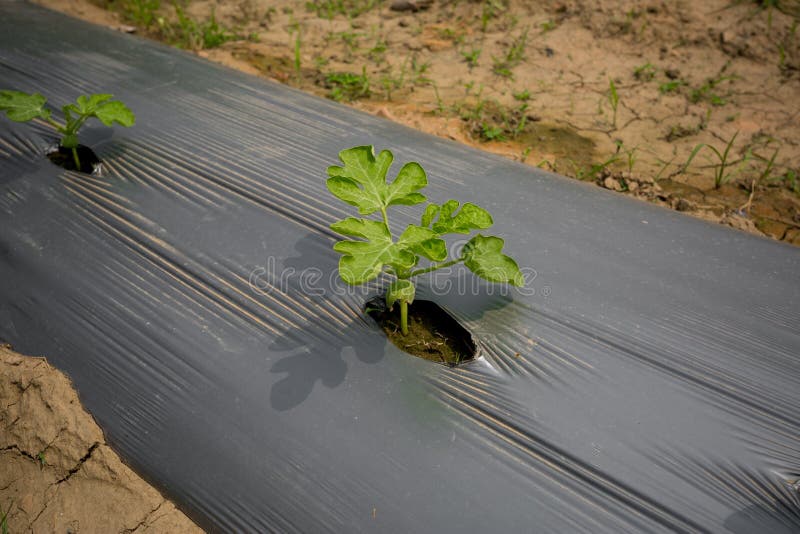 Mini Plant, Watermelons Seed Germinate Mini Plant with Soil Wrapped ...