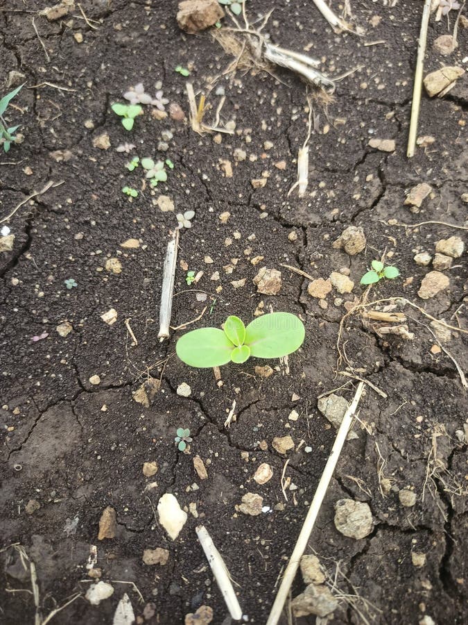 Mini plants for garden stock photo. Image of plants - 325940332