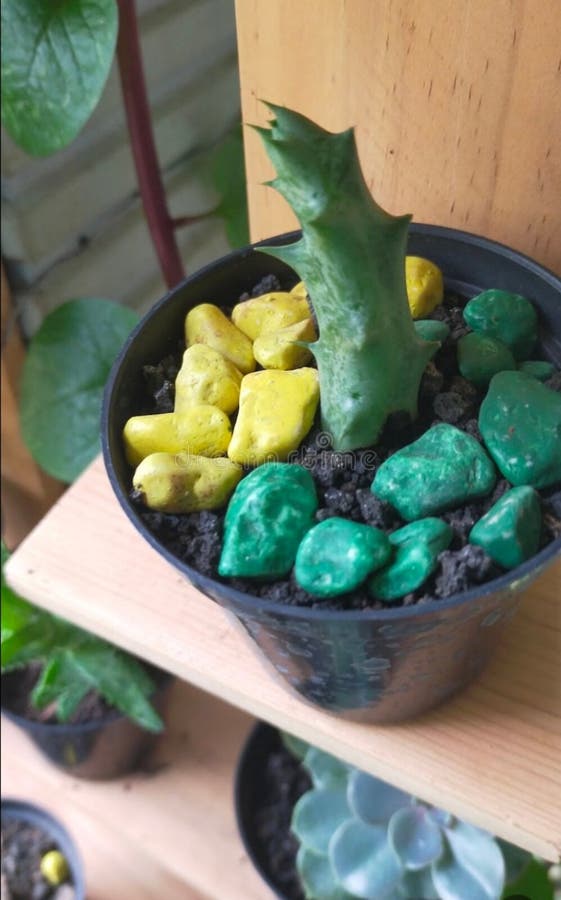 Mini Plants, Green Succulent Plants Stock Photo - Image of colorful ...