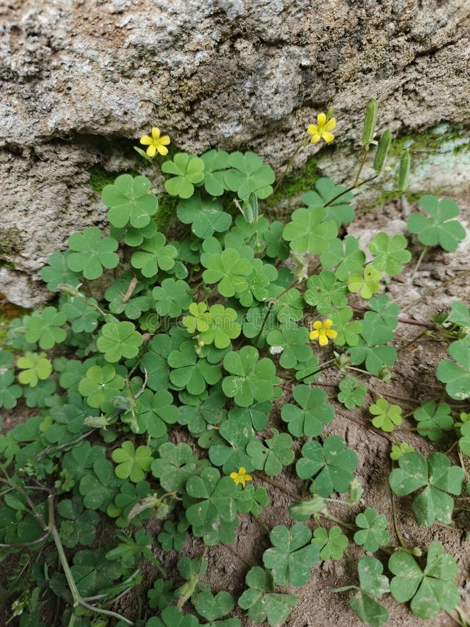 Mini plants wild stock photo. Image of plants, leaf - 373441972