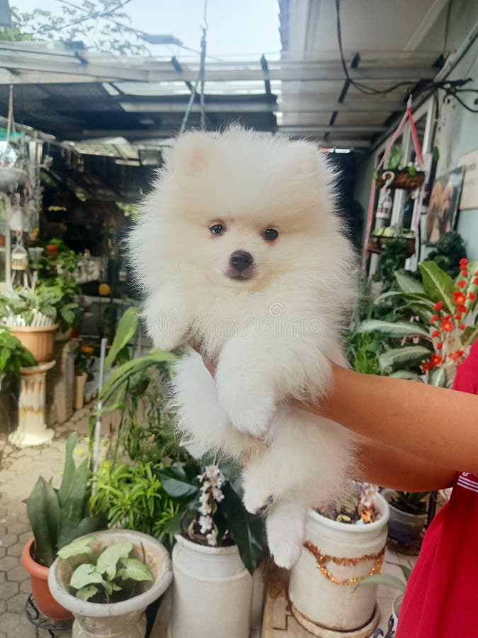 Mini pom dog stock image. Image of animals, mini, beloved - 265795927