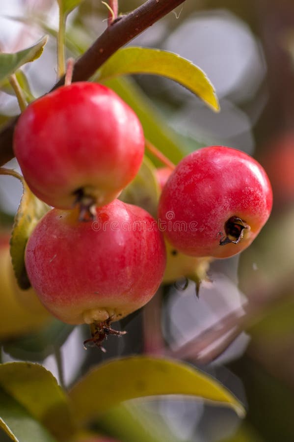 Mini pommes rouges image stock. Image du agriculture - 34653431