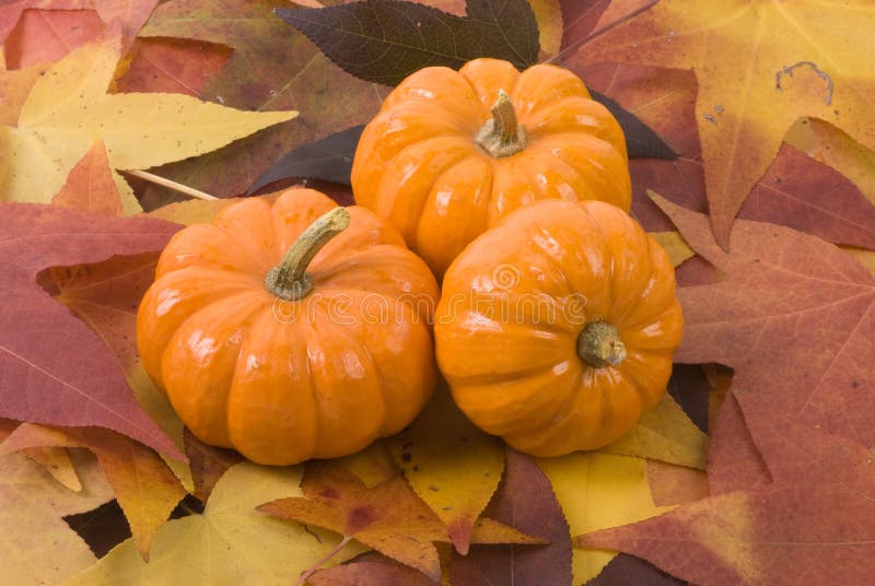 De Enige Pompoen Van De Herfst Stock Afbeelding - Image of installaties ...