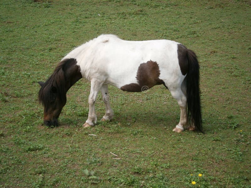 Mini poney image stock. Image du cheveu, lumière, faune - 35210837