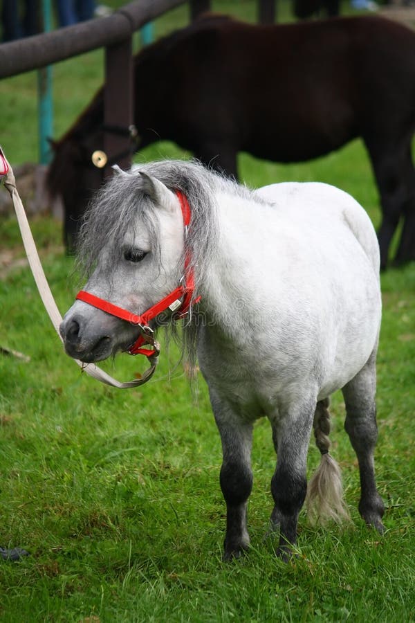 Mini pony stock photo. Image of pasture, eyes, head, feasts - 15977808