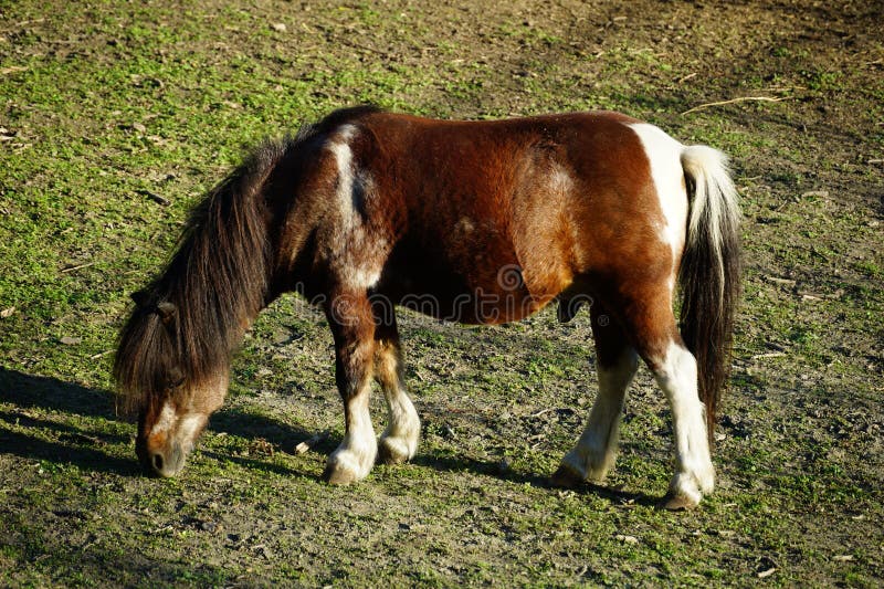 A Mini Pony is Grazing on Grass in a Green Pasture Stock Photo - Image ...
