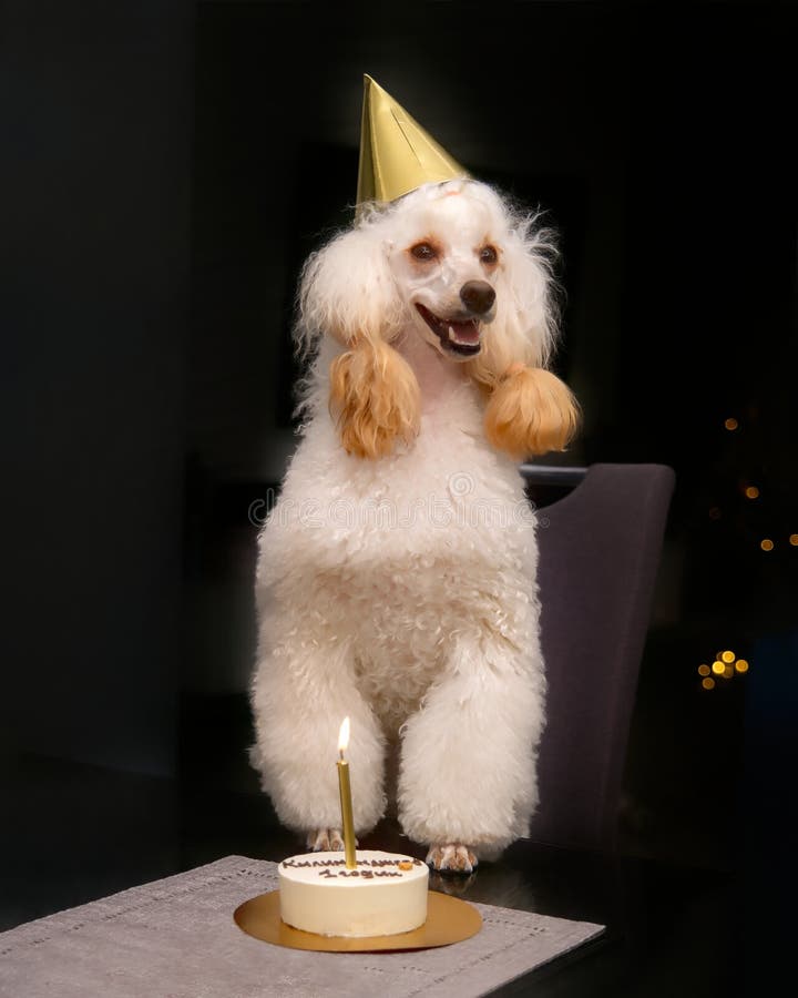 Mini Poodle of Modern Color Peach in a Festive Hat with a Birthday Cake ...