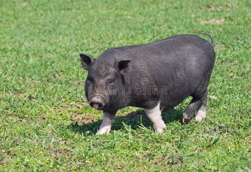 Mini Porc Noir Dans L'herbe Photo stock - Image du vert, rural: 75188952
