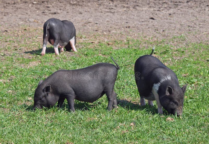 Mini Porc Noir Dans L'herbe Photo stock - Image du vert, rural: 75188952