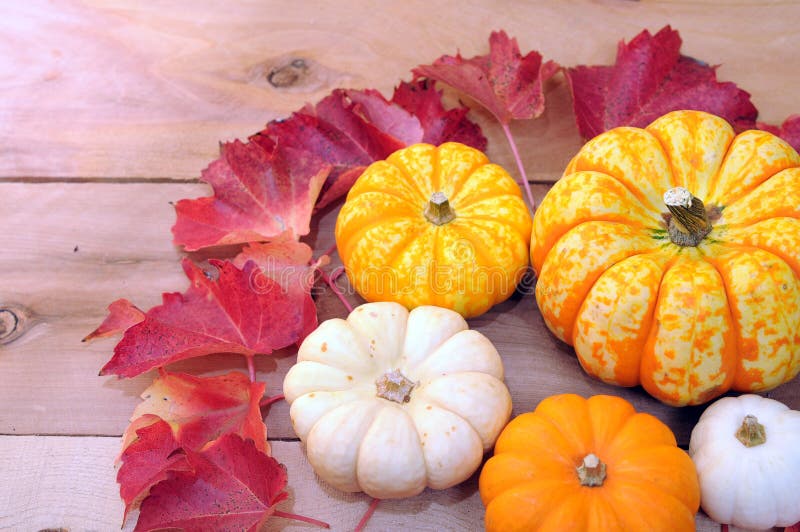 Mini potiron et courge image stock. Image du agriculture - 29511129