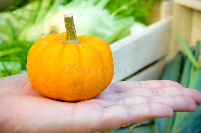 Mini potiron dans une main image stock. Image du automne - 69144103